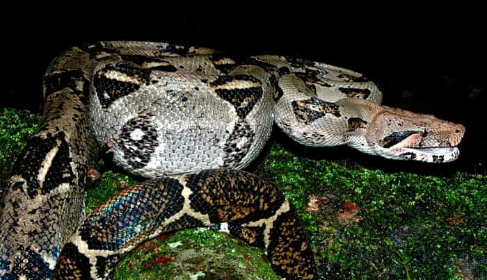 One Exotic Pet That Is Legal in Each State - HubPages