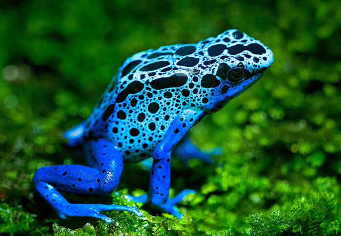 One Exotic Pet That Is Legal in Each State - HubPages