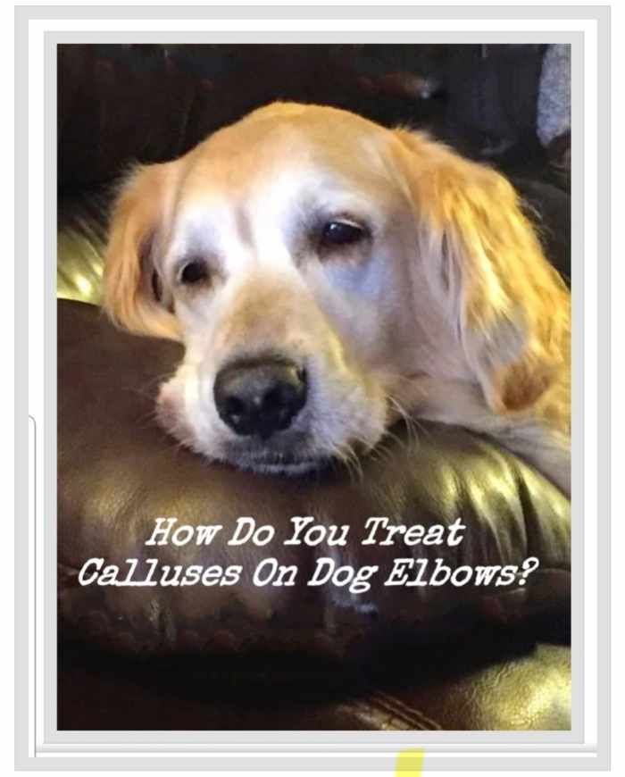 How to Prevent, Treat and Heal Calluses on Dog’s Elbow - HubPages