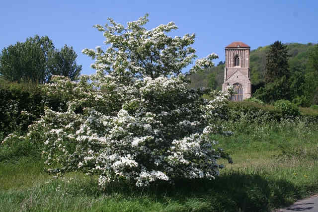 The Magical Hawthorn of May - HubPages
