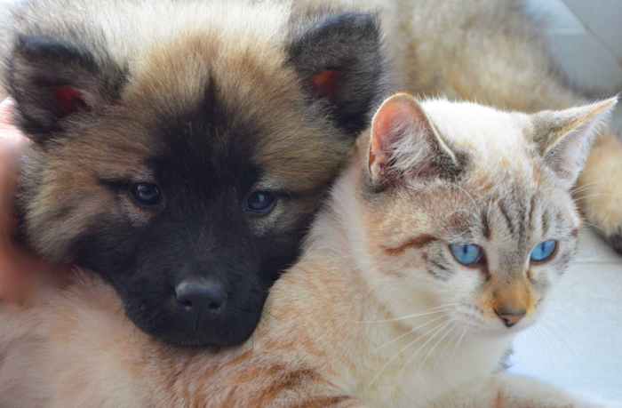 Introducing a Puppy to an Older Cat - HubPages