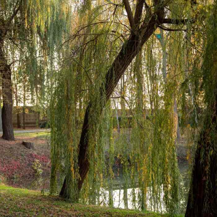 The Best Trees to Plant in Your Yard - Dengarden