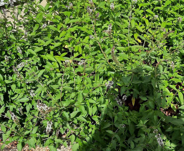 Peppermint: How to Grow and Use It - HubPages