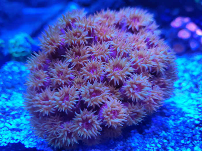 Sun Coral Care Guide - HubPages