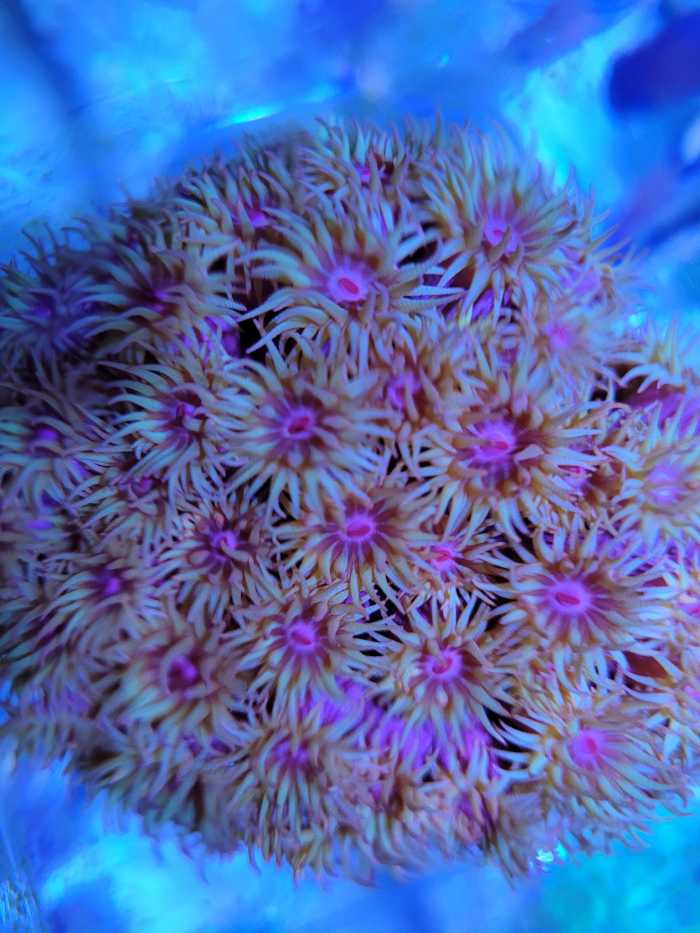 Sun Coral Care Guide - HubPages