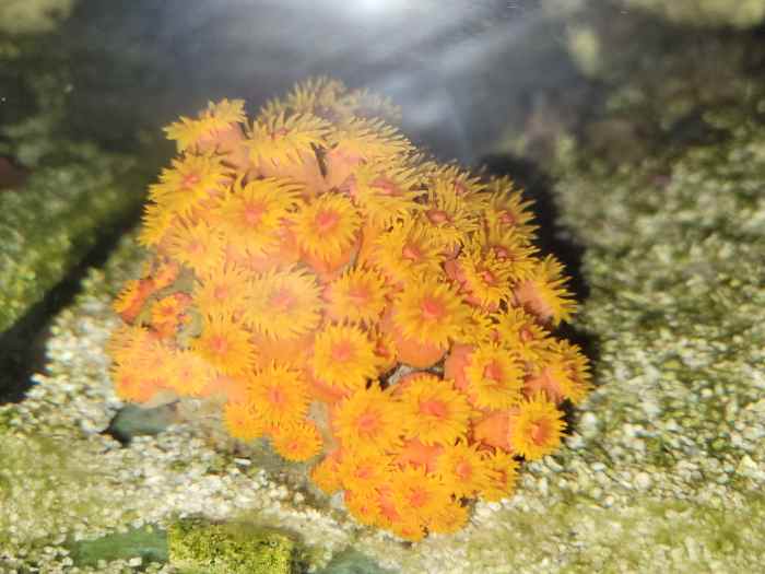 Sun Coral Care Guide - HubPages