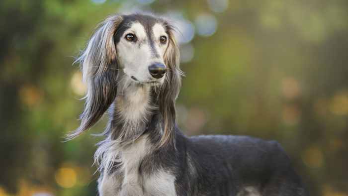 Understanding the Saluki: Traits, History, and Care of the Persian ...