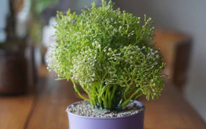 Why Do My Indoor Plants Have Moldy Soil? - Dengarden