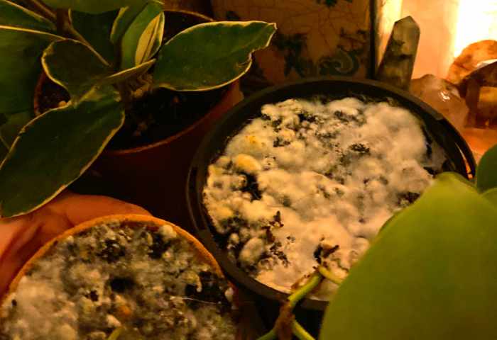 Why Do My Indoor Plants Have Moldy Soil? - Dengarden