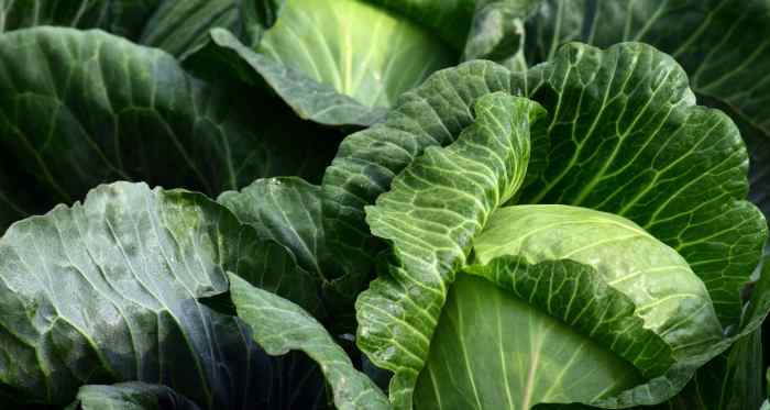 What Does It Mean When Cabbage Has Black Spots? - HubPages