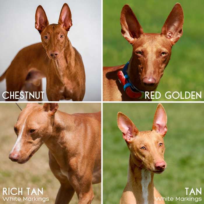 Pharaoh Hound: An Elegant Mix of Grace, Power, and Speed - PetHelpful
