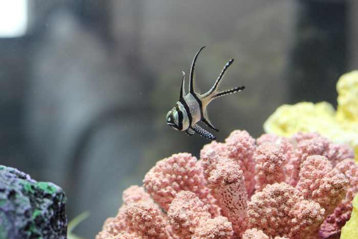 Building a Peaceful Marine Community: Choosing the Right Fish for Your ...