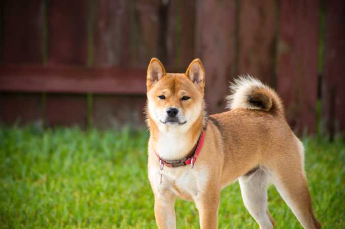 Exploring 7 Native Japanese Dog Breeds - HubPages