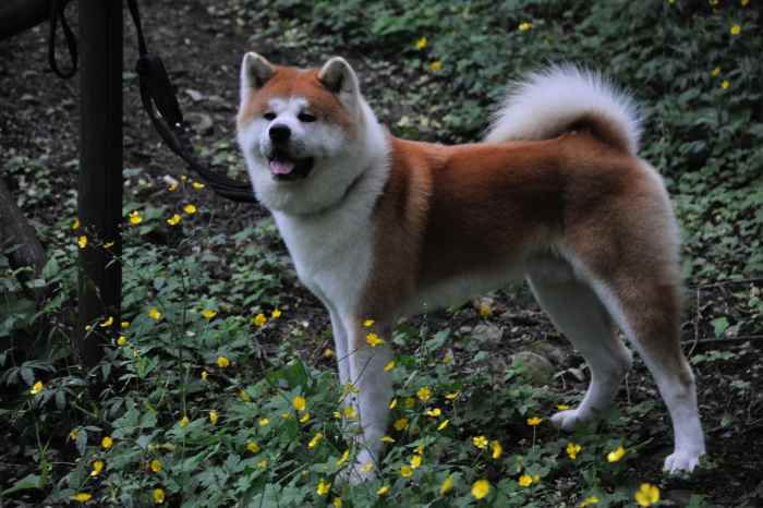 Exploring 7 Native Japanese Dog Breeds - HubPages