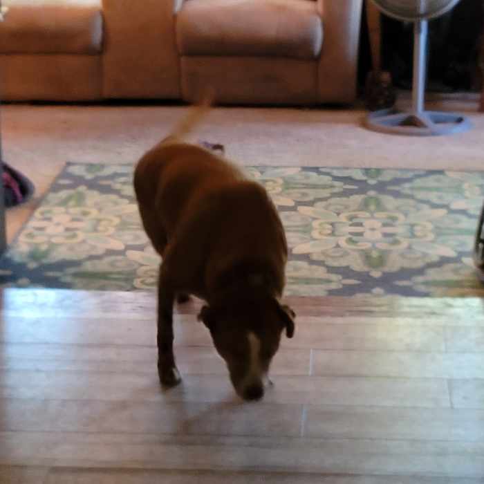 Pickles, A Wonder Pup - HubPages