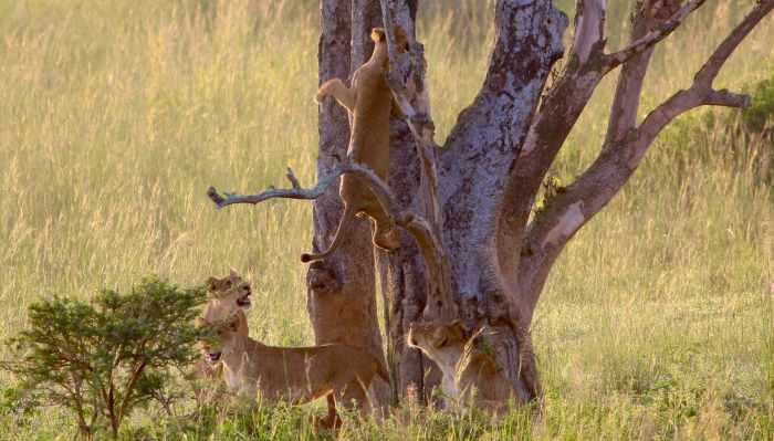 Murchison Falls National Park: A Budget Traveller's Guide - HubPages