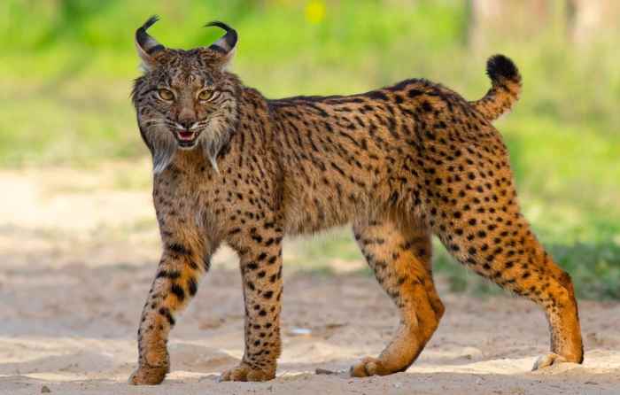17 Kinds of Cat That Look Like Other Animals - HubPages