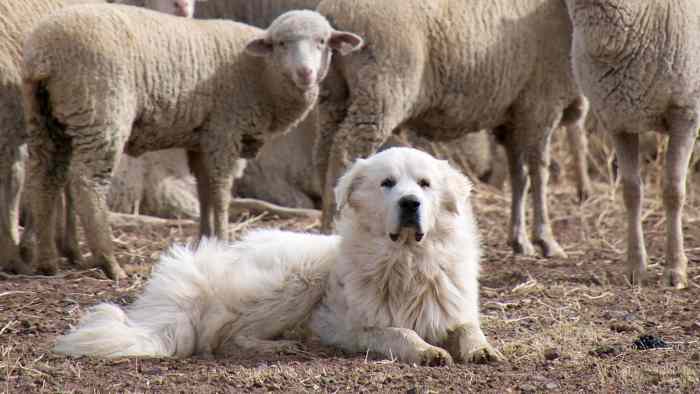 Great Pyrenees: The Majestic Mountain Guardian and Family Companion ...