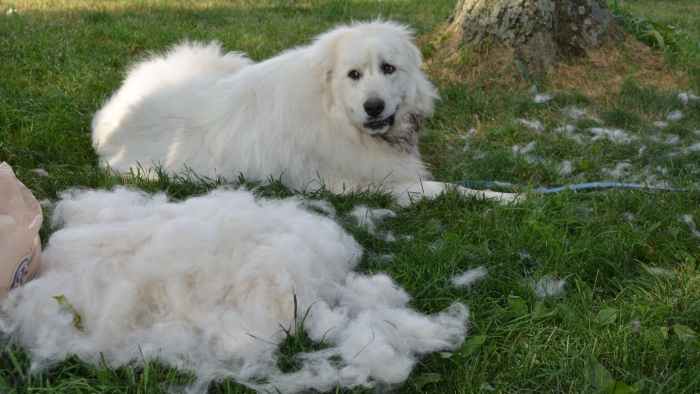 Great Pyrenees: The Majestic Mountain Guardian and Family Companion ...