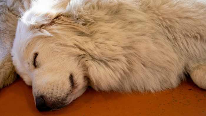 Great Pyrenees: The Majestic Mountain Guardian and Family Companion ...