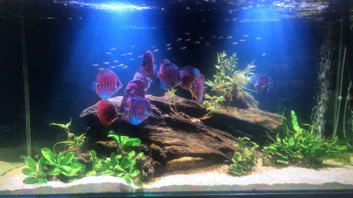 Turning Passion into Profit: 7 Ways to Monetize Your Aquarium Hobby ...