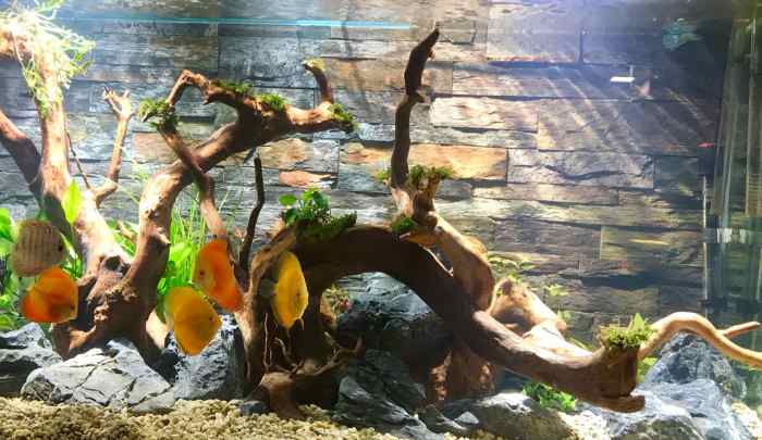 Turning Passion into Profit: 7 Ways to Monetize Your Aquarium Hobby ...