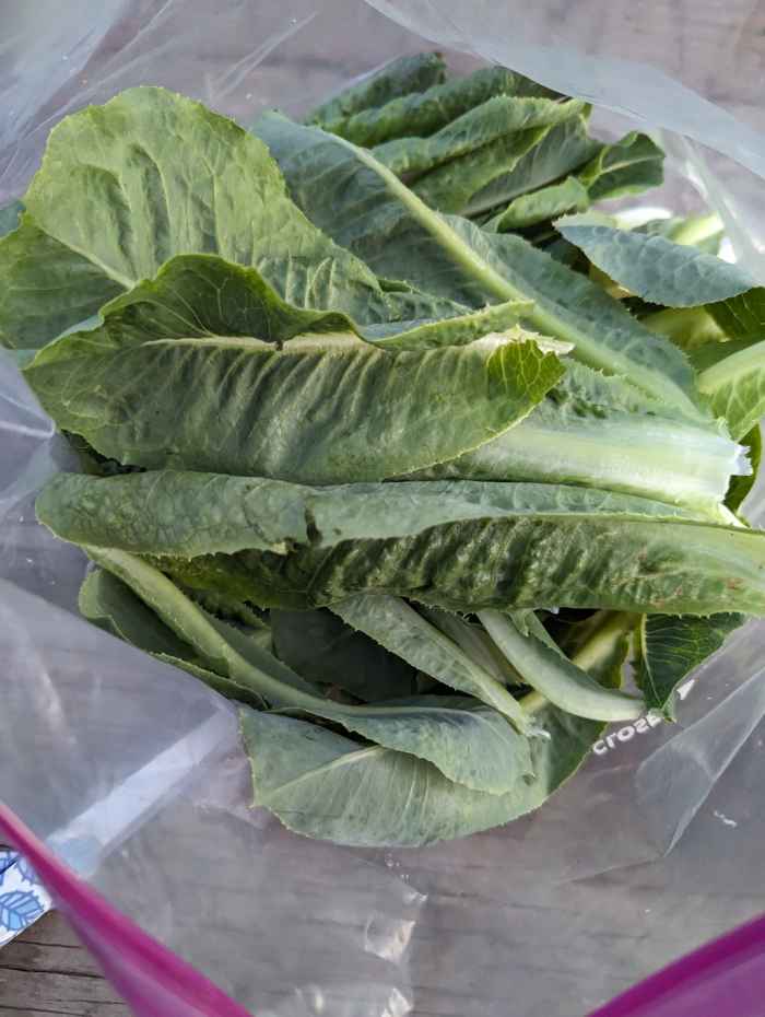 Lettuce from the Garden - Freezing It - HubPages