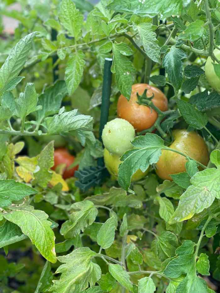 September is National Organic Harvest Month - HubPages