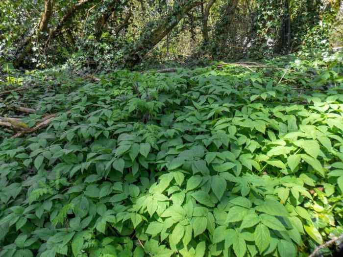 The Top 10 Most Common Foraging Mistakes and How to Avoid Them - HubPages