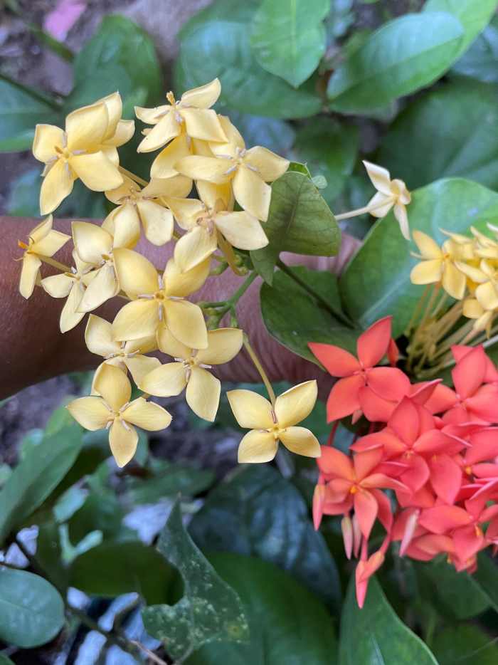 Joy and Benefits of Gardening with Medicinal Plants at Our Courtyard ...