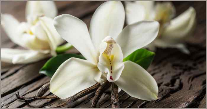 The Ultimate Guide to Vanilla: Beans, Orchids, and Extract - HubPages