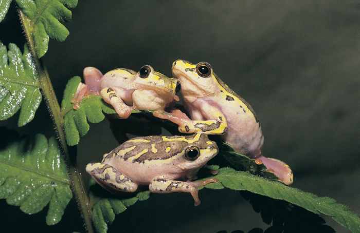 Frogs Vs Toads: What's the Difference? - HubPages
