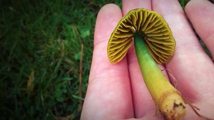 The Many Colours of Fungi: Exploring Pigments - HubPages
