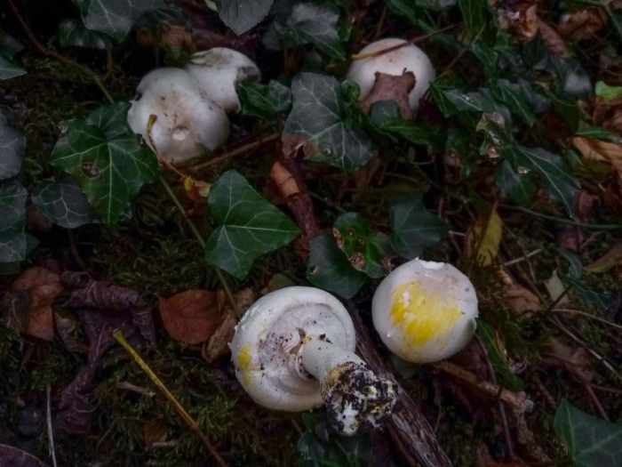 The Many Colours of Fungi: Exploring Pigments - HubPages