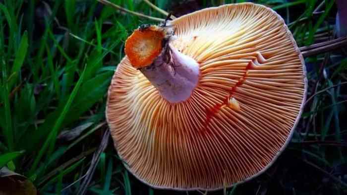 The Many Colours of Fungi: Exploring Pigments - HubPages
