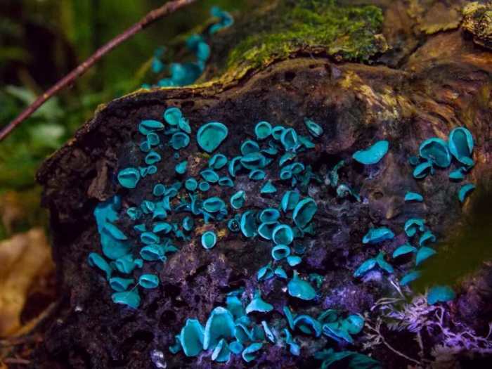 The Many Colours of Fungi: Exploring Pigments - HubPages