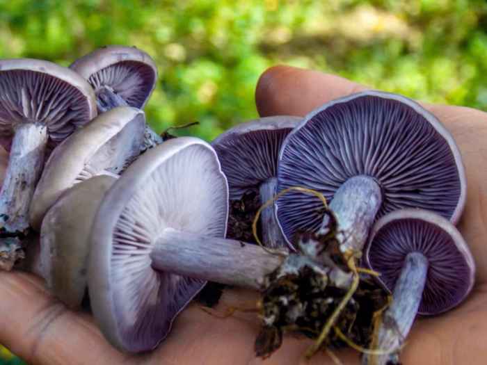 The Many Colours of Fungi: Exploring Pigments - HubPages