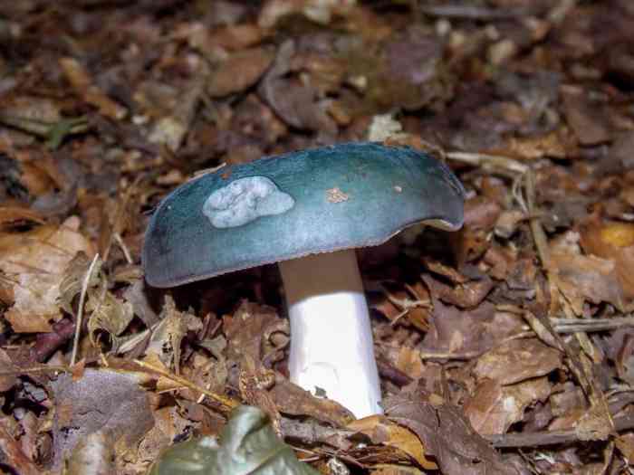 The Many Colours of Fungi: Exploring Pigments - HubPages