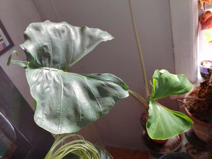 Alocasia Stingray Plant Care Guide - HubPages