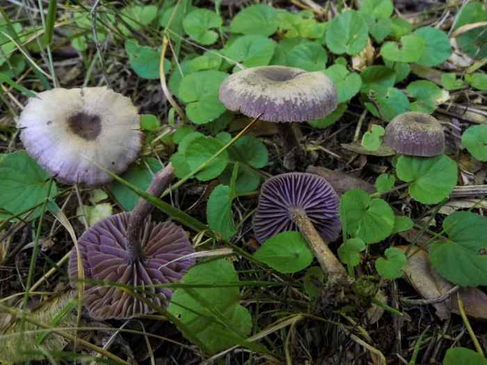 The Many Colours of Fungi: Exploring Pigments - HubPages