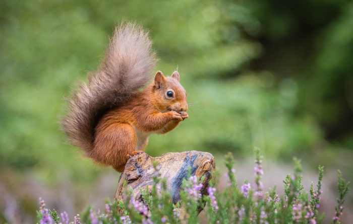 Why Do Squirrels Shake Their Tails? - HubPages
