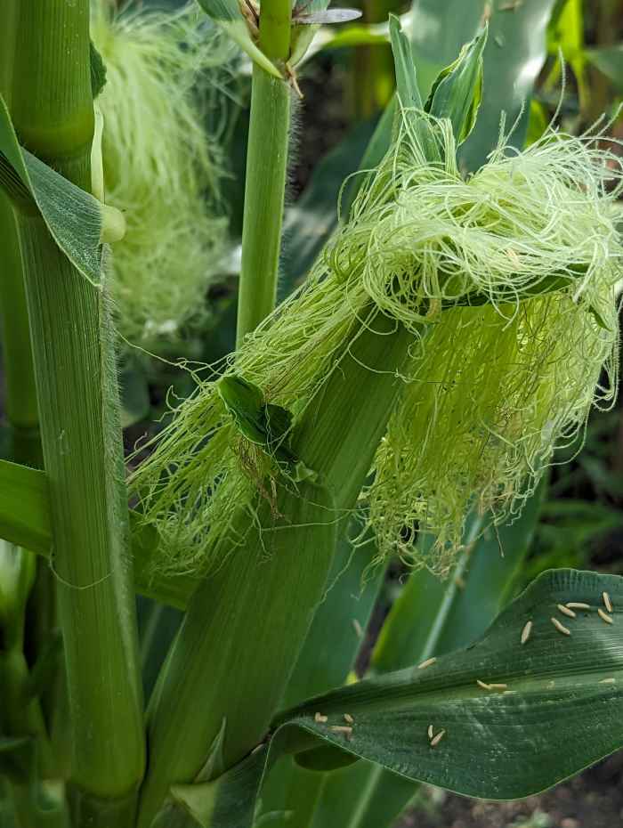 Sweet Corn Hard Grilled with Husks On - HubPages