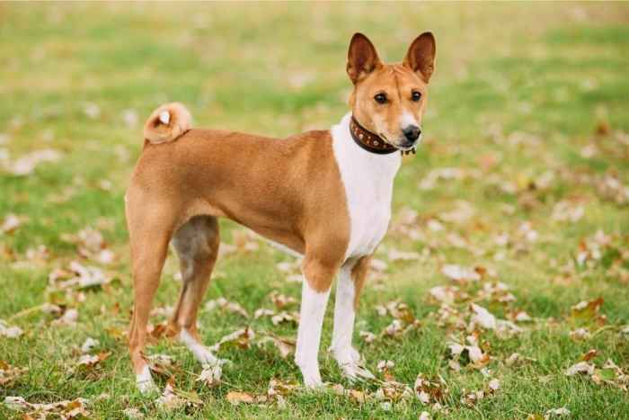 10 Most Aggressive Dog Breeds: Temperament Ratings and Information ...