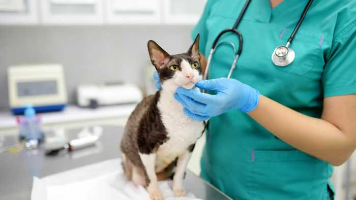 Preparing for the Veterinary Technician National Exam (VTNE) - Owlcation