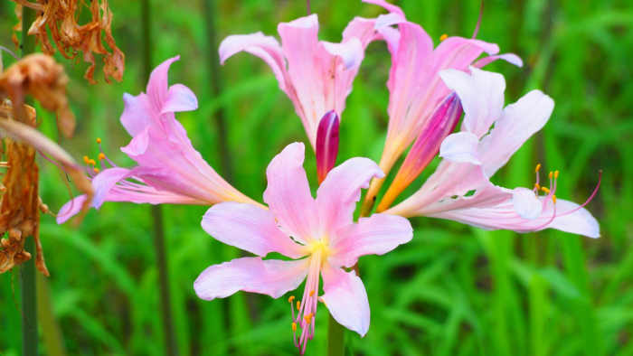 How to Grow Magic Lilies - HubPages