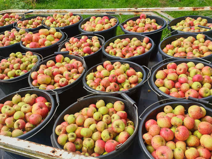 Apple Lore of Britain and the Origins of the Fruit - HubPages