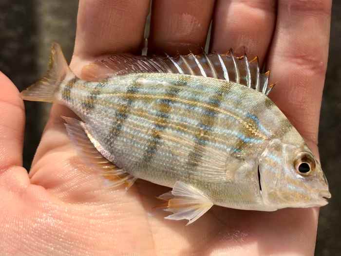How to Locate and Catch Mangrove Snapper - HubPages