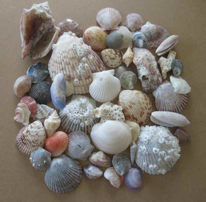 Best Shelling Locations in Florida - HubPages