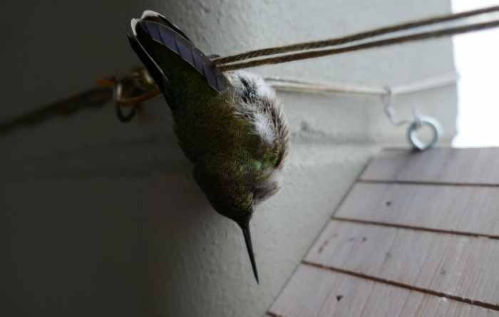 Do Hummingbirds Sleep at Night? - HubPages