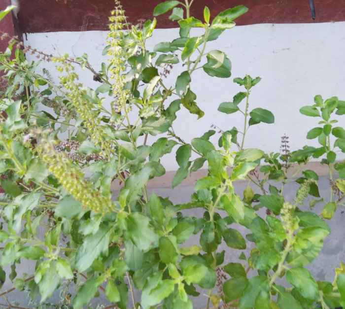 Holy Basil (Tulsi) Plant: The Queen of Herbs With Prophylactic ...